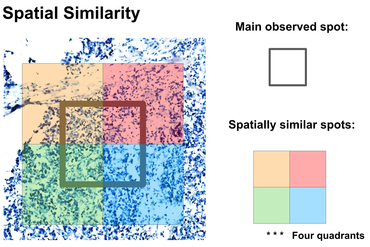 Analysis of Spatial Transcriptomic data • GeneCodeR